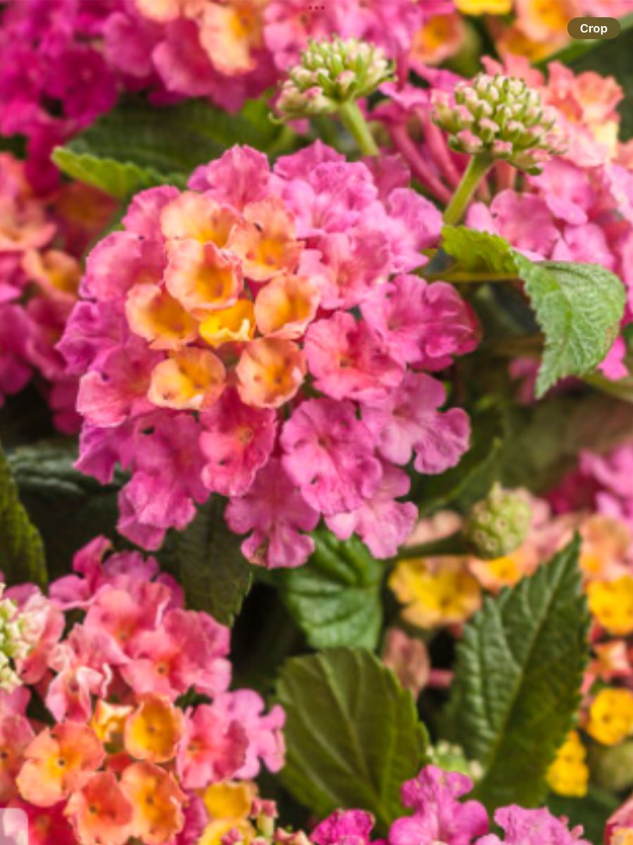 Luscious® Royale Cosmo Lantana camara – Laporte's Nursery & Greenhouses ...