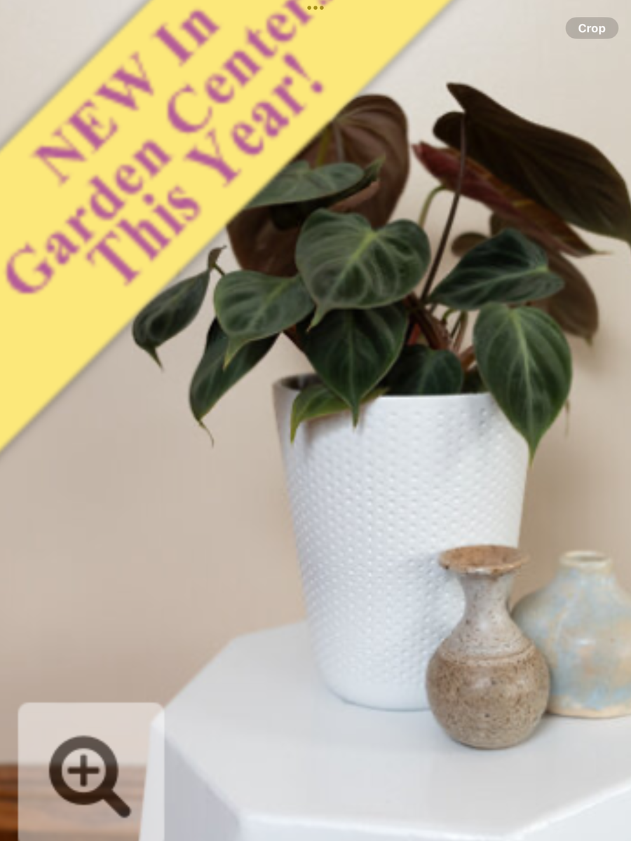 Prismacolor™ Toasted Toffee™ El Choco Red Philodendron hybrid – Laporte ...