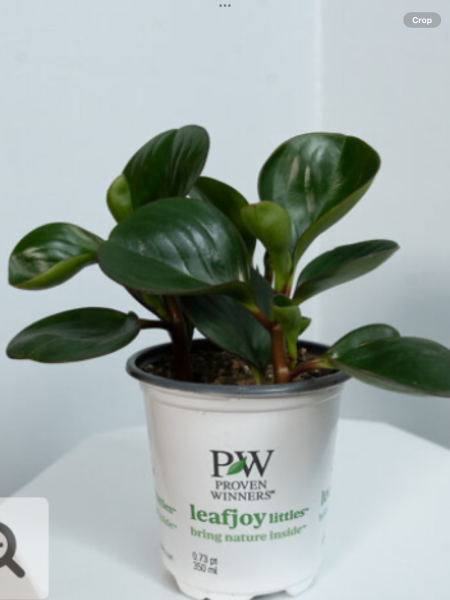 Savory Delights™ Spice is Nice™ Pepper Elder Peperomia obtusifolia ...