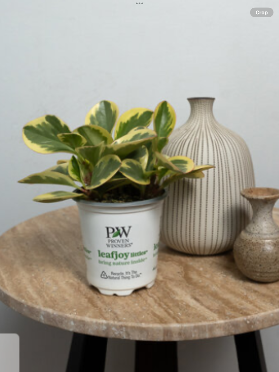 Savory Delights™ Sweet and Sour™ Pepper Elder Peperomia obtusifolia ...