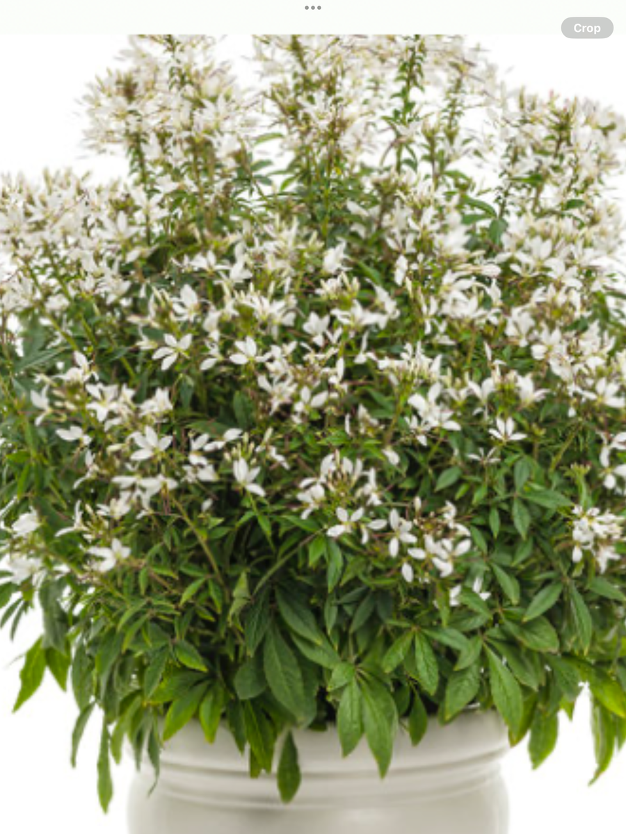 Señorita Blanca® Spider Flower Cleome hybrid – Laporte's Nursery ...