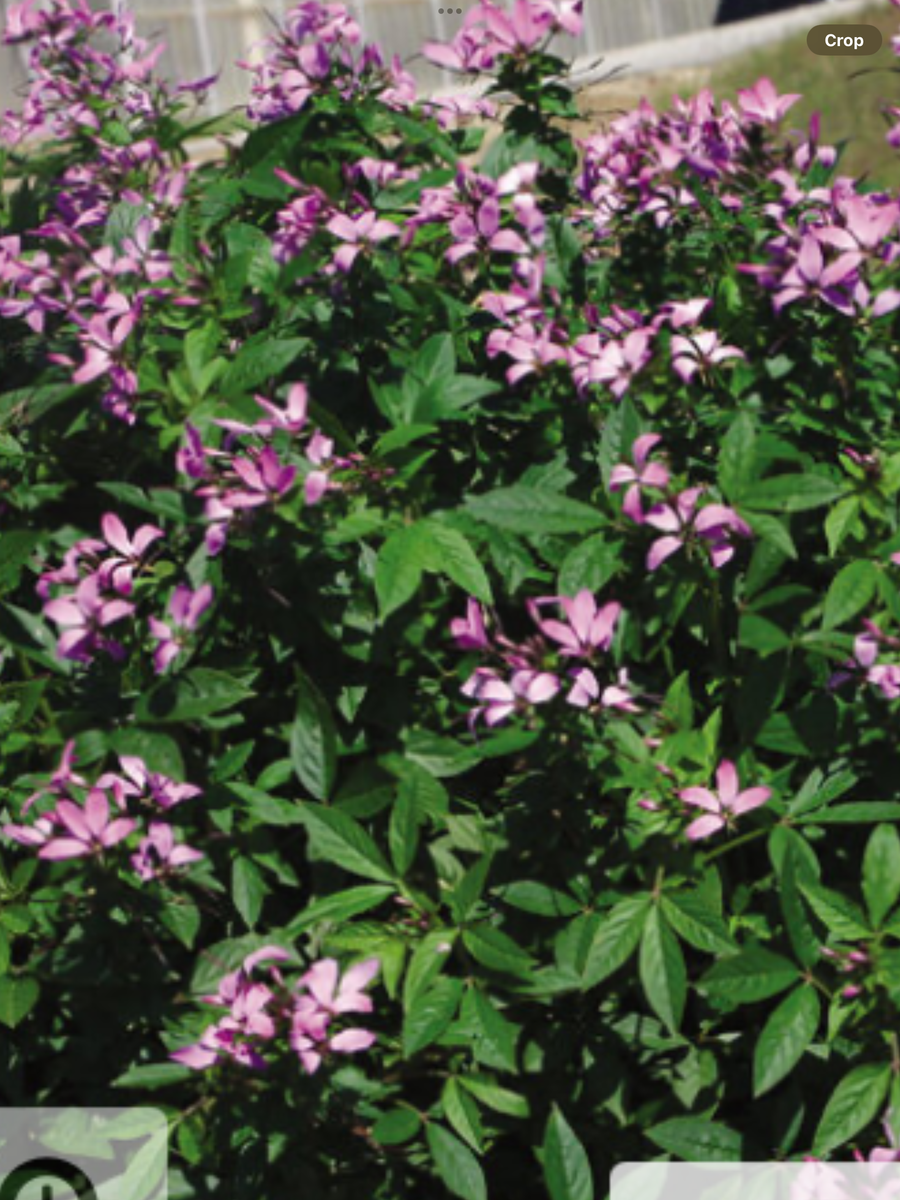 Señorita Rosalita® Spider Flower Cleome hybrid – Laporte's Nursery ...