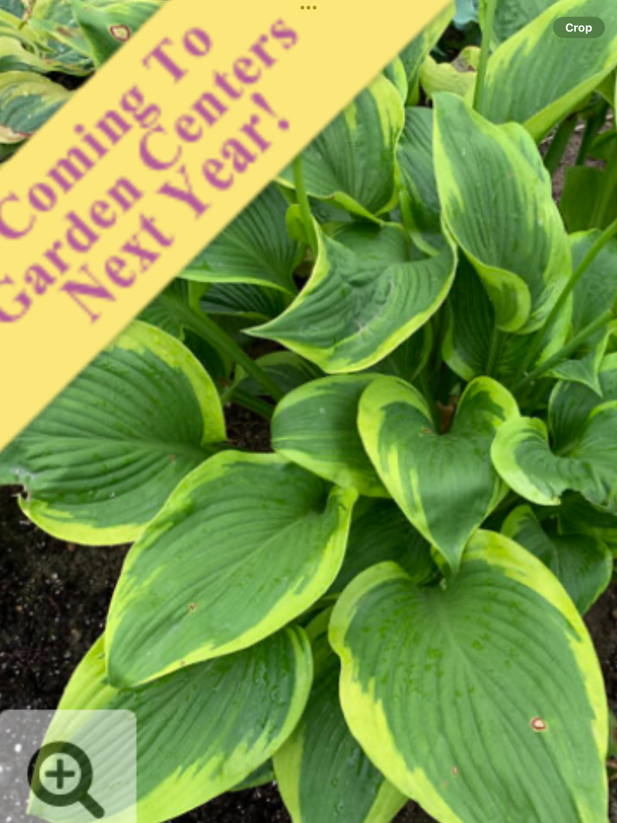 Shadowland® 'Lone Star' Hosta hybrid – Laporte's Nursery & Greenhouses Inc.