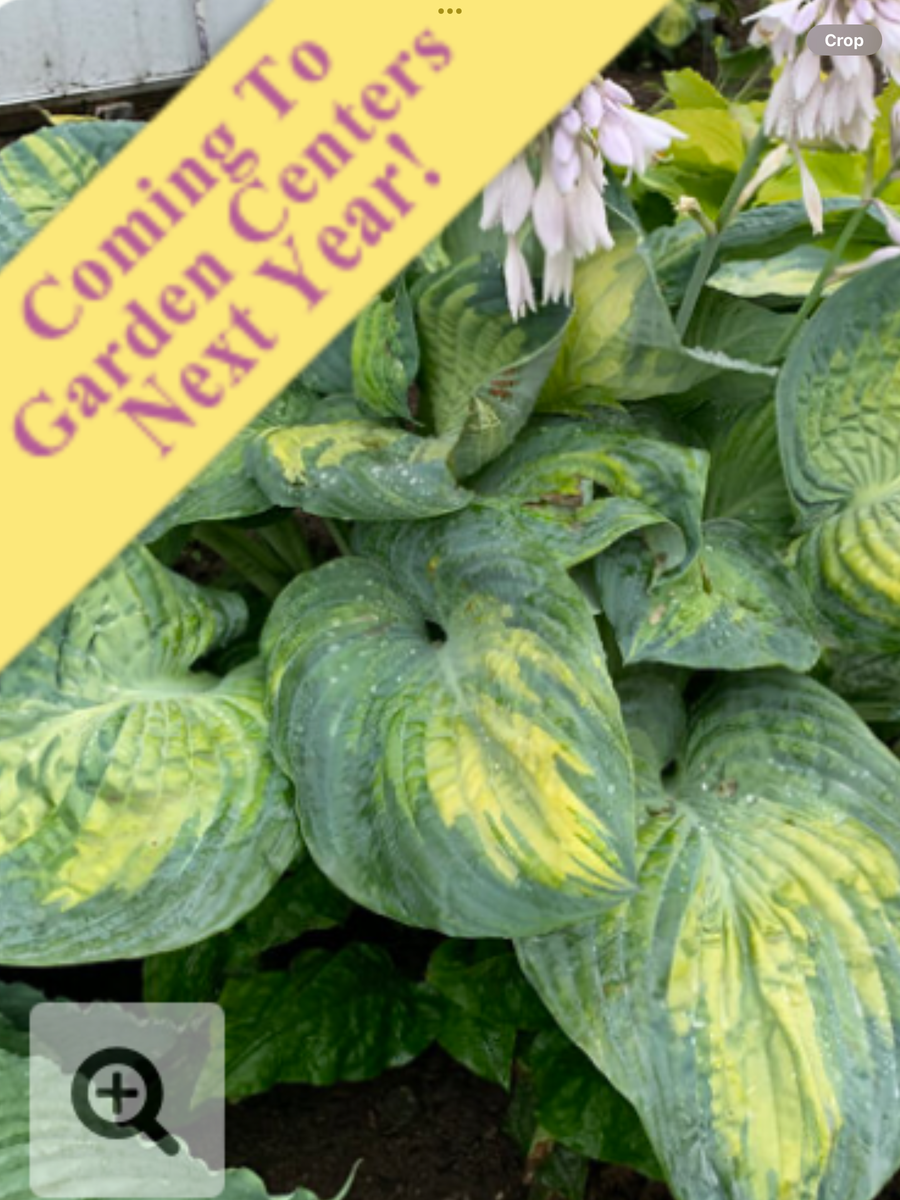 Shadowland® 'Sound of Music' Hosta hybrid – Laporte's Nursery ...