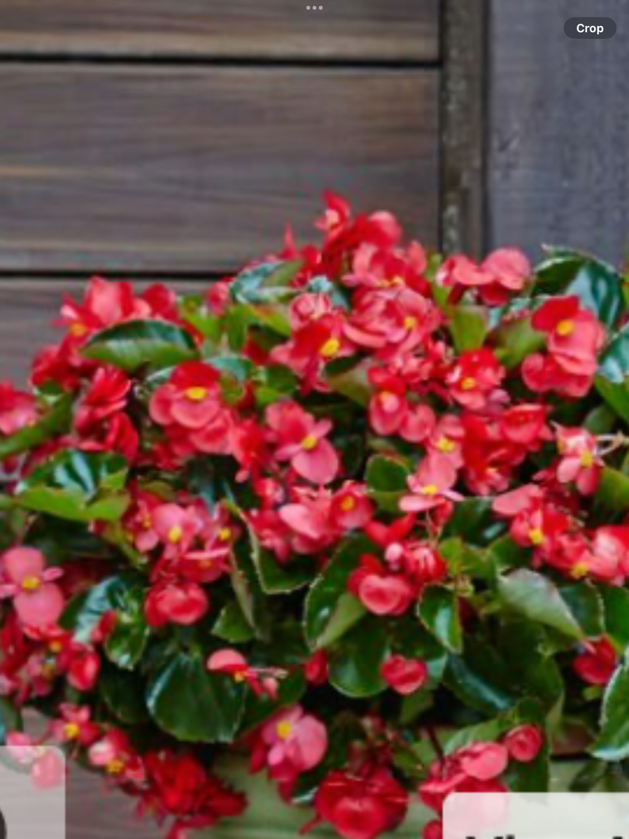 Surefire® Red Begonia benariensis – Laporte's Nursery & Greenhouses Inc.