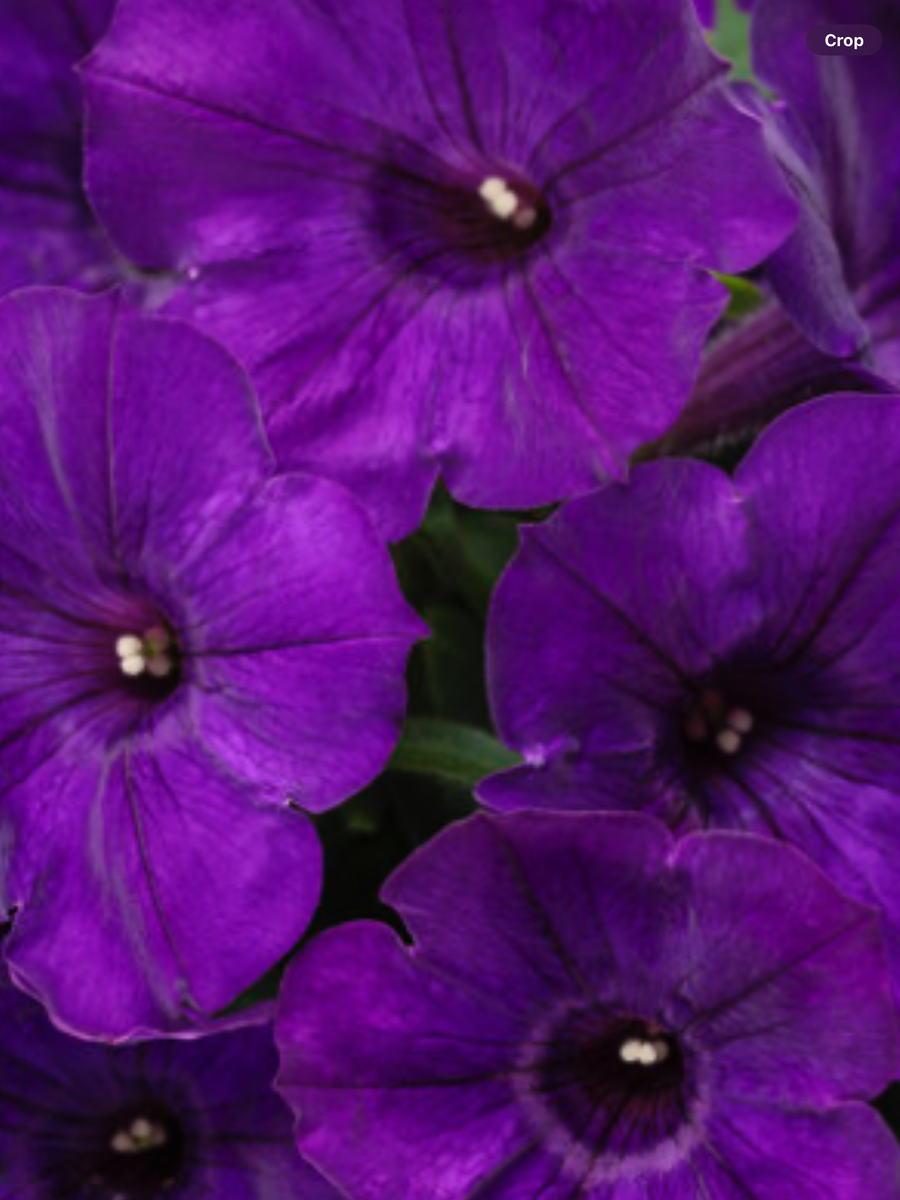 Supertunia® Royal Magenta® Petunia hybrid – Laporte's Nursery ...