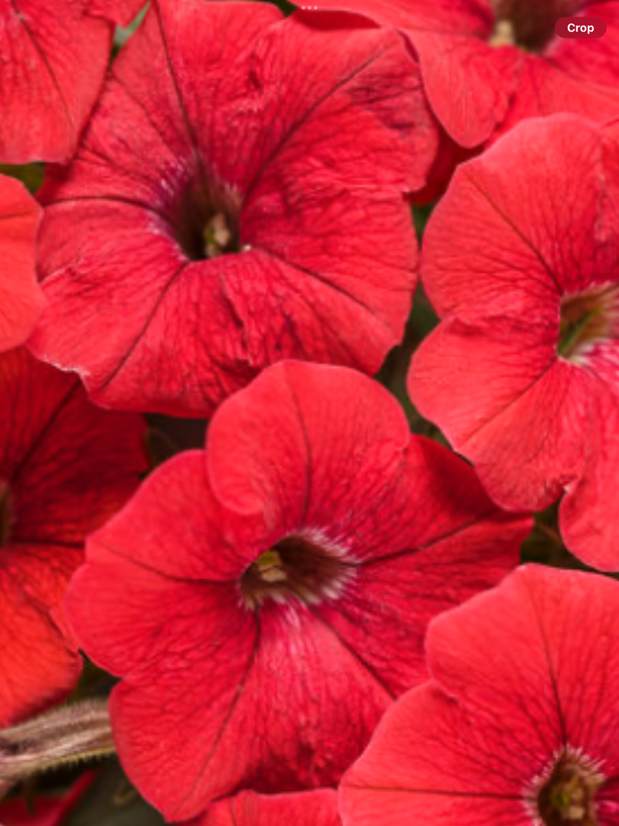 Supertunia® Really Red Petunia hybrid – Laporte's Nursery & Greenhouses ...
