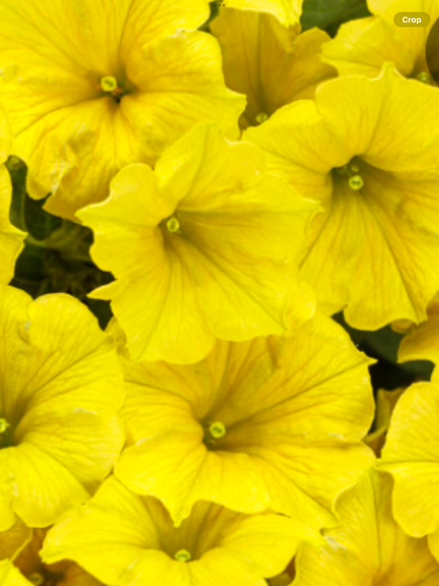Supertunia Mini Vista® Yellow Petunia hybrid – Laporte's Nursery ...
