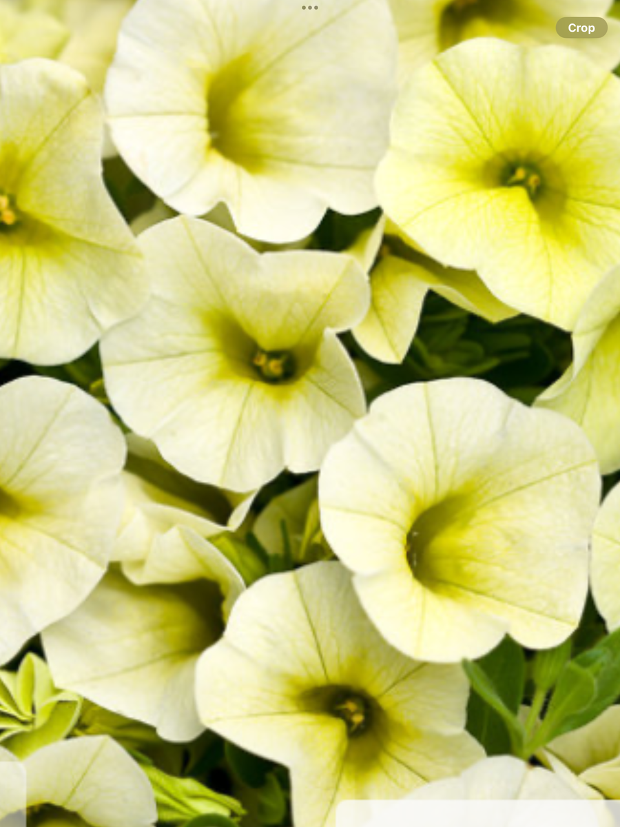 Superbells® Yellow Chiffon™ Calibrachoa hybrid – Laporte's Nursery ...