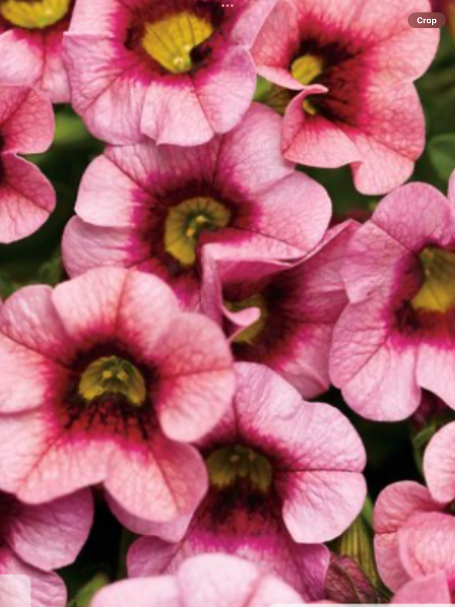 Superbells® Strawberry Punch™ Calibrachoa hybrid – Laporte's Nursery ...