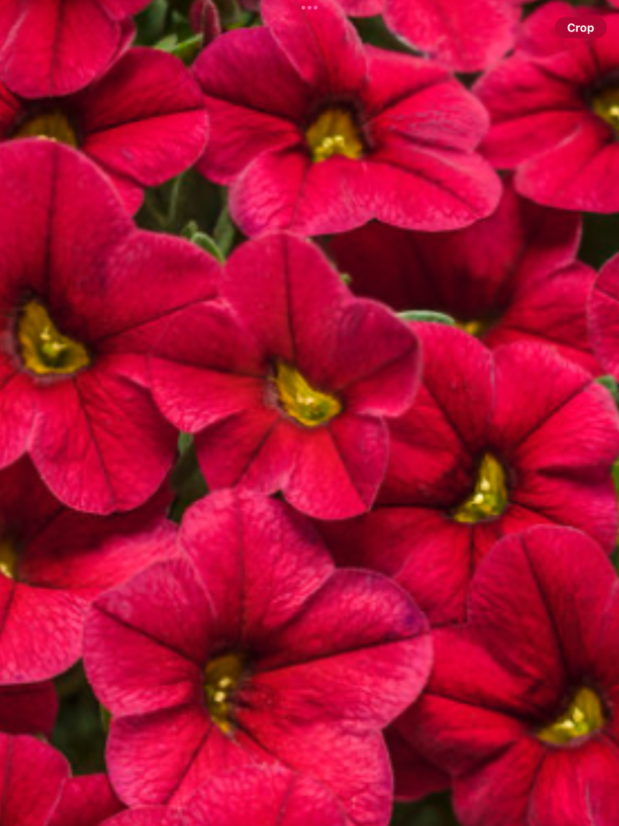 Superbells® Red Calibrachoa hybrid – Laporte's Nursery & Greenhouses Inc.