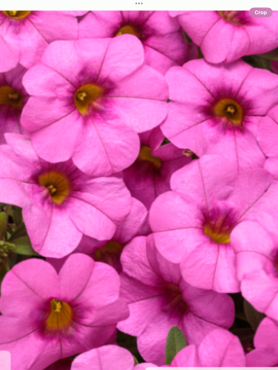 Superbells® Pink Calibrachoa hybrid – Laporte's Nursery & Greenhouses Inc.