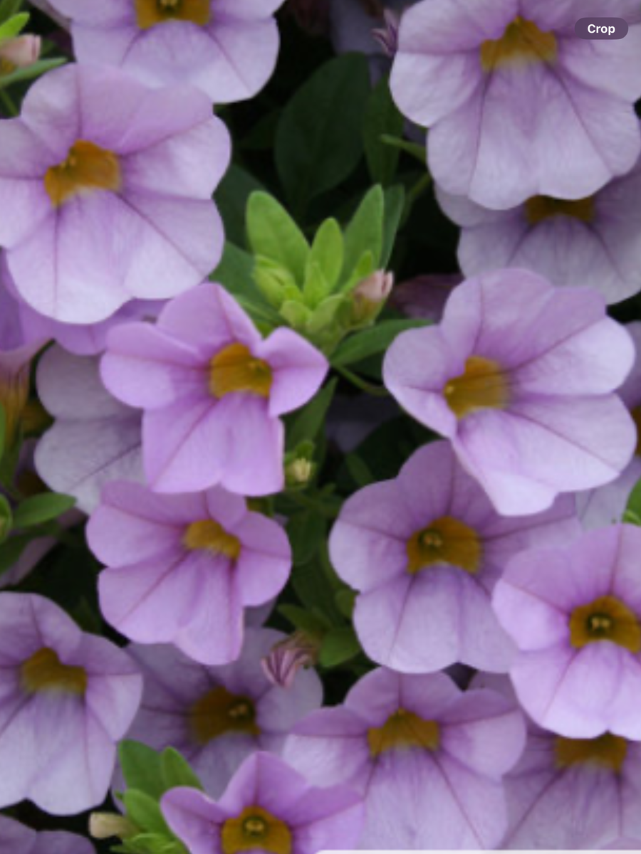 Superbells® Miss Lilac Calibrachoa hybrid – Laporte's Nursery ...