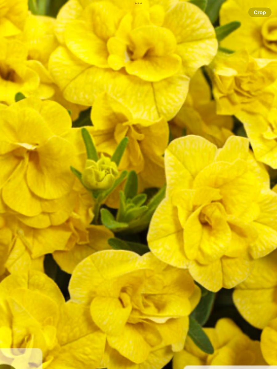Superbells® Double Yellow Double Calibrachoa Calibrachoa hybrid ...