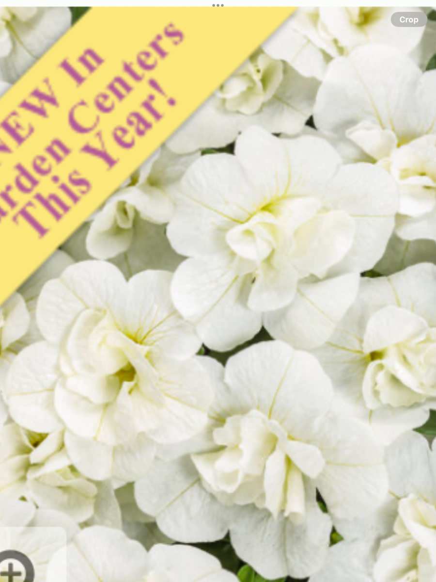 Superbells® Double White Double Calibrachoa Calibrachoa hybrid ...