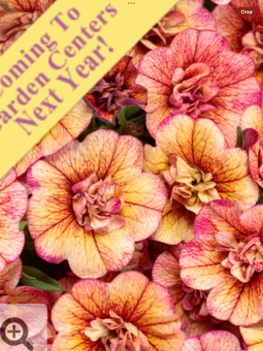 Superbells® Double Vintage Coral™ Double Calibrachoa Calibrachoa hybri ...