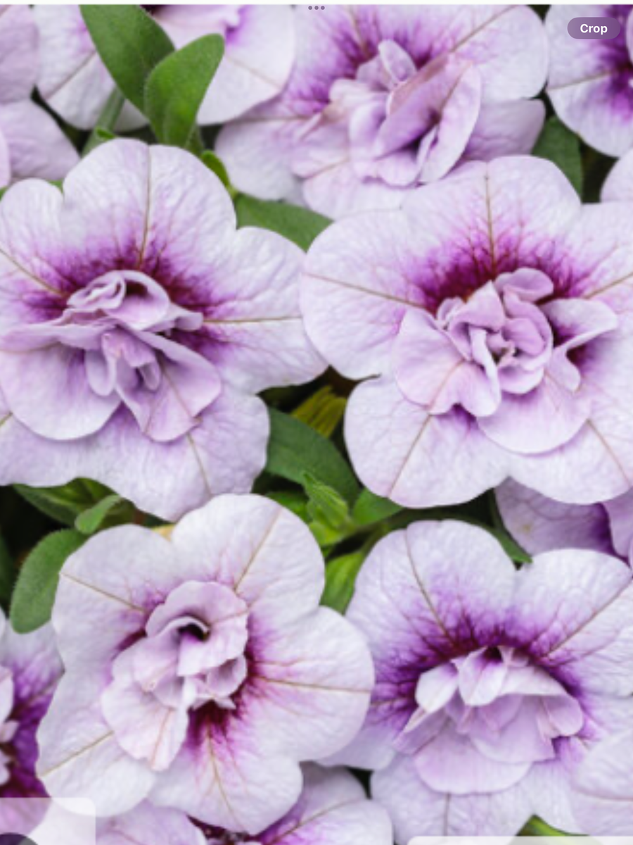 Superbells® Double Twilight™ Double Calibrachoa Calibrachoa hybrid ...