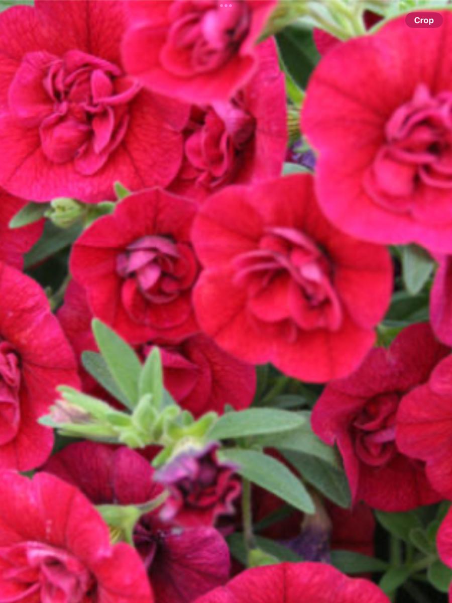Superbells® Double Ruby Double Calibrachoa Calibrachoa hybrid – Laporte ...