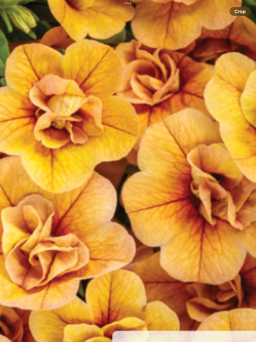 Superbells® Double Amber Double Calibrachoa Calibrachoa hybrid ...