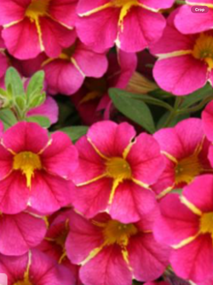 Superbells® Cherry Star Calibrachoa hybrid – Laporte's Nursery ...