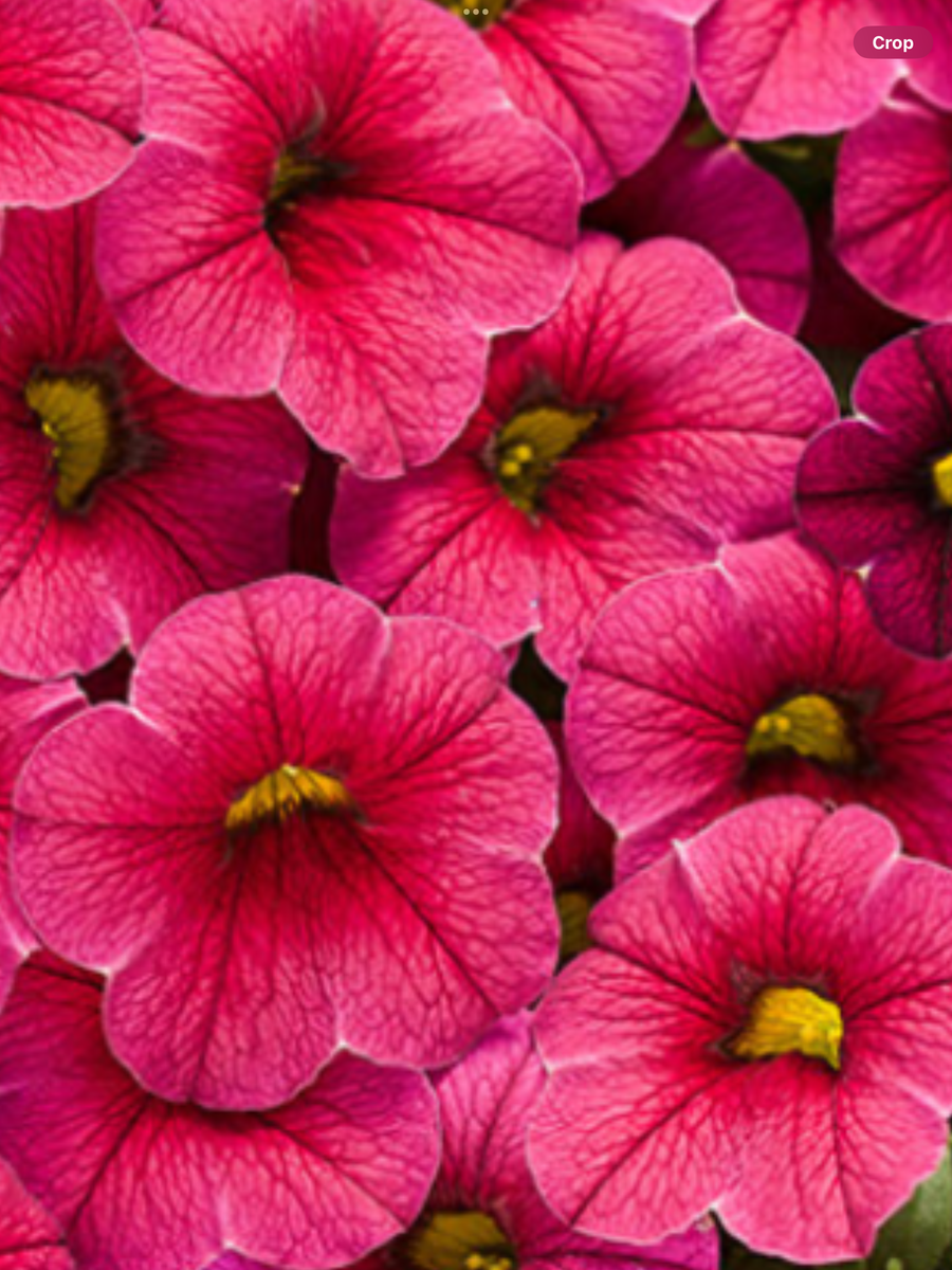 Superbells® Cherry Red Calibrachoa hybrid – Laporte's Nursery ...