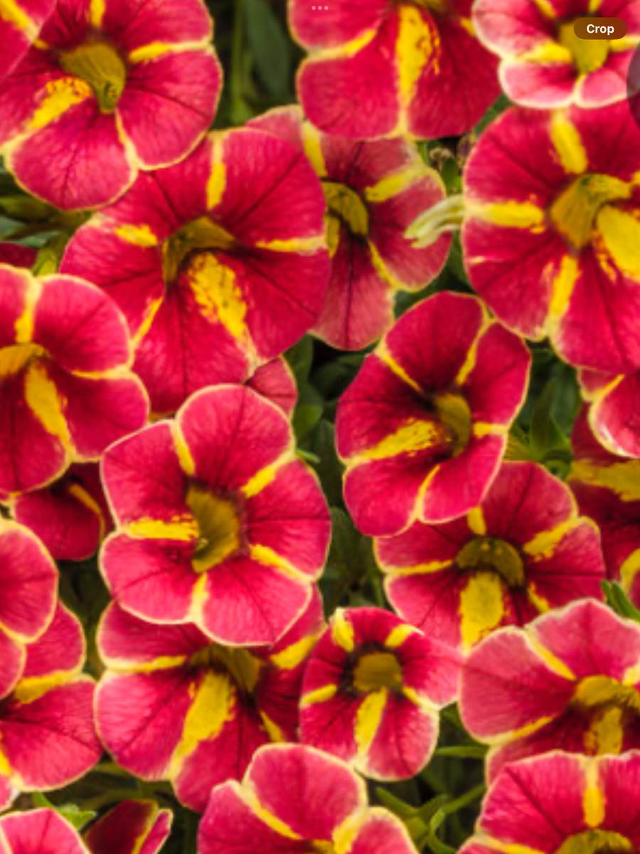 Superbells® Cardinal Star™ Calibrachoa hybrid – Laporte's Nursery ...