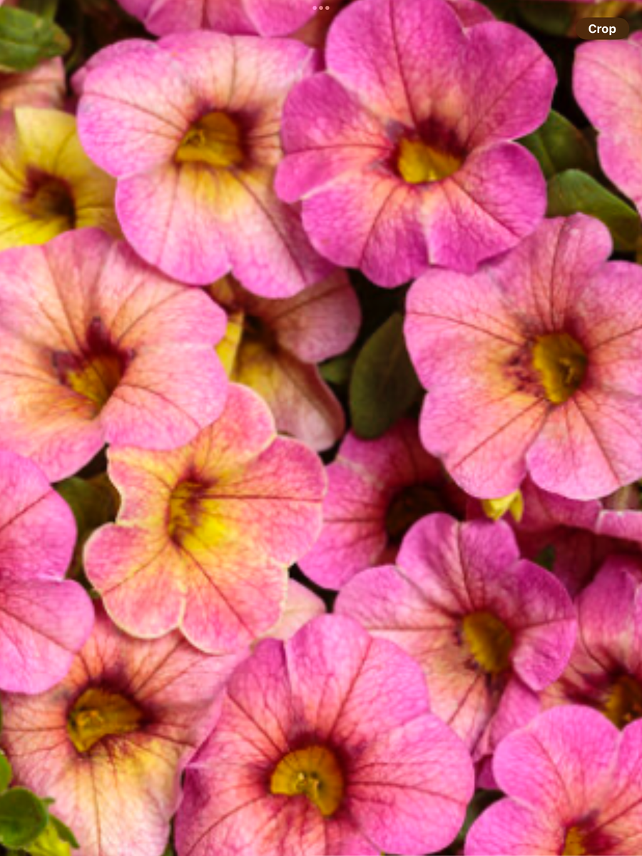 Superbells Magic® Pink Lemonade Calibrachoa hybrid – Laporte's Nursery ...