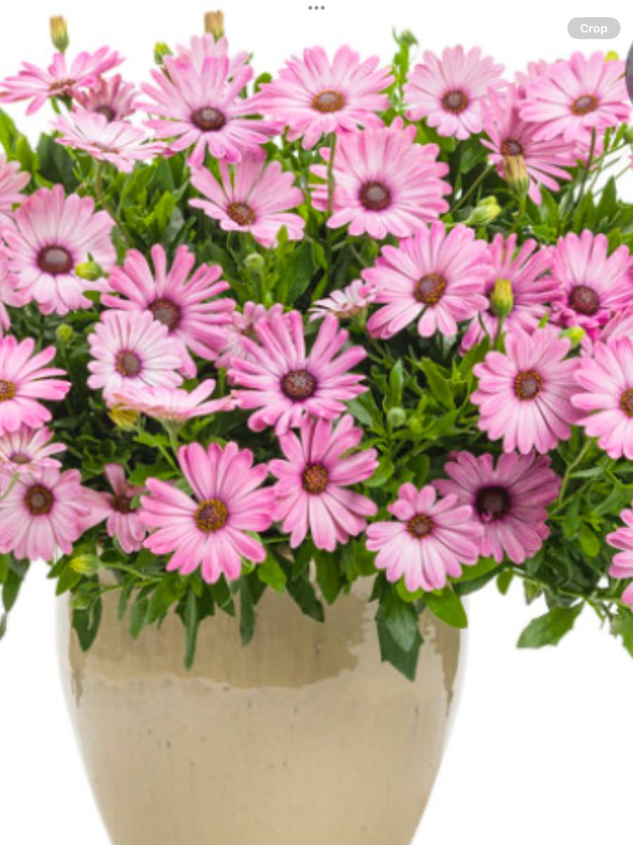 Bright Lights™ Pink African Daisy Osteospermum hybrid – Laporte's ...