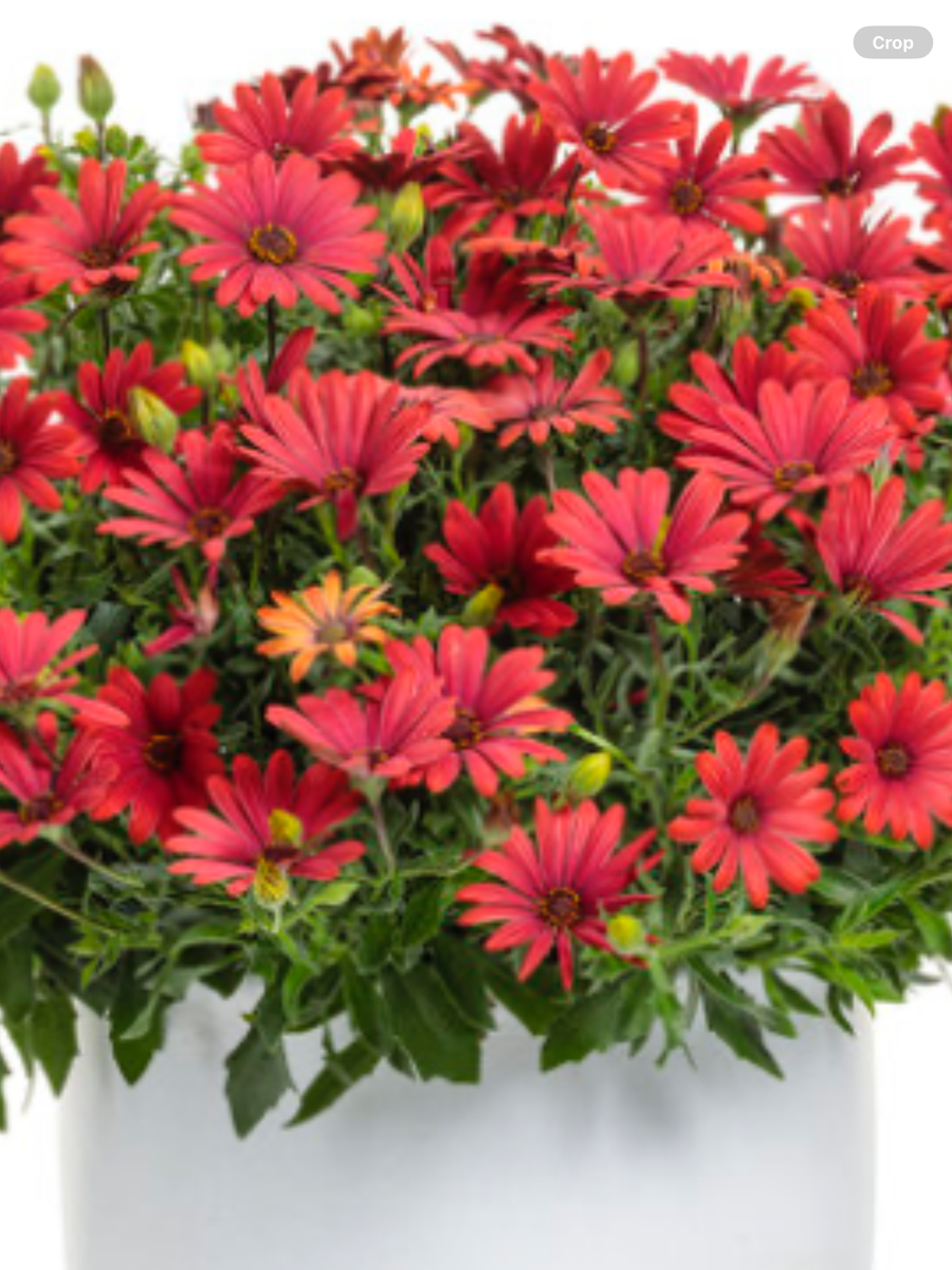 Bright Lights™ Red African Daisy Osteospermum hybrid – Laporte's ...