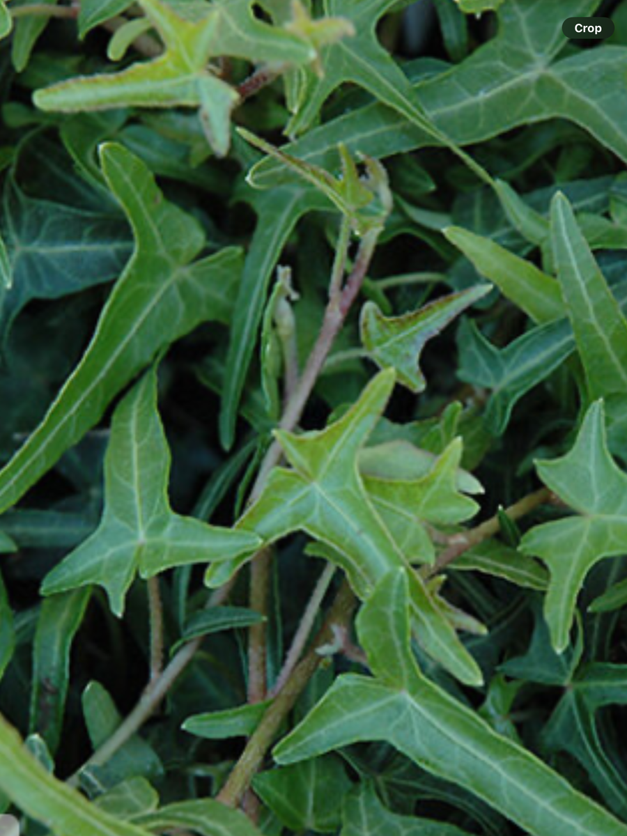 Needlepoint Ivy Hedera helix – Laporte's Nursery & Greenhouses Inc.