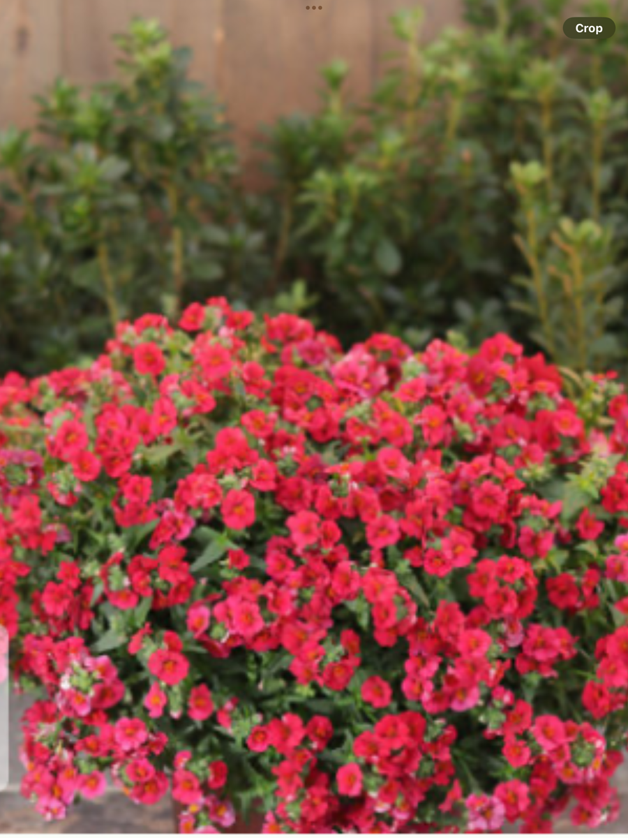 Sunsatia® Cranberry Red Nemesia hybrid – Laporte's Nursery ...