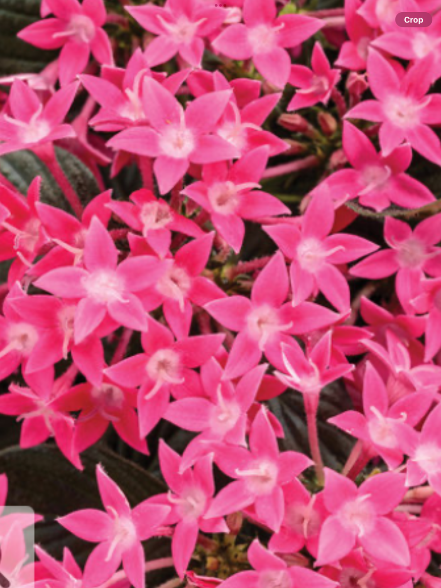 Sunstar® Rose Egyptian Star Flower Pentas lanceolata – Laporte's ...