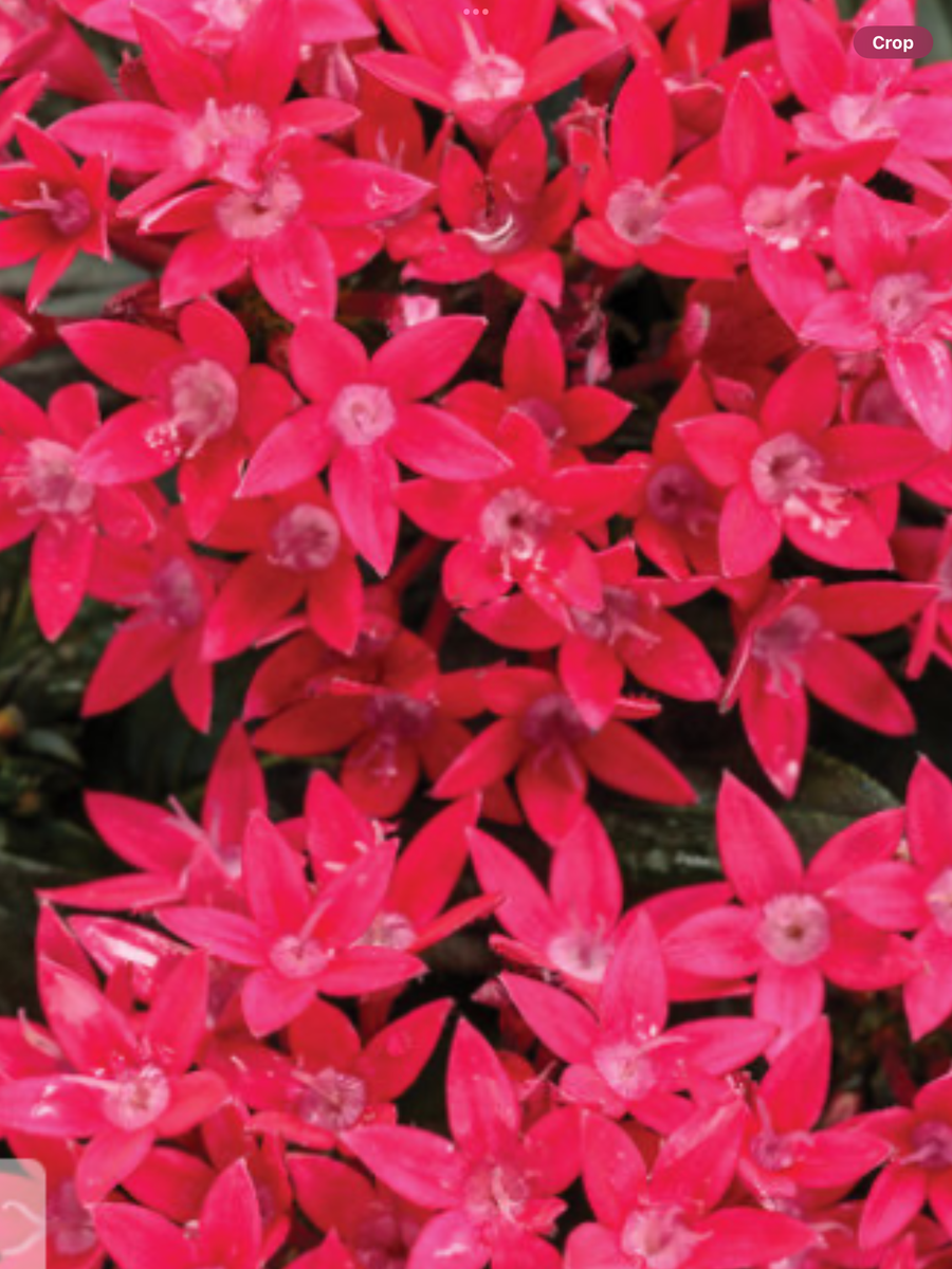 Sunstar® Red Egyptian Star Flower Pentas lanceolata – Laporte's Nursery ...