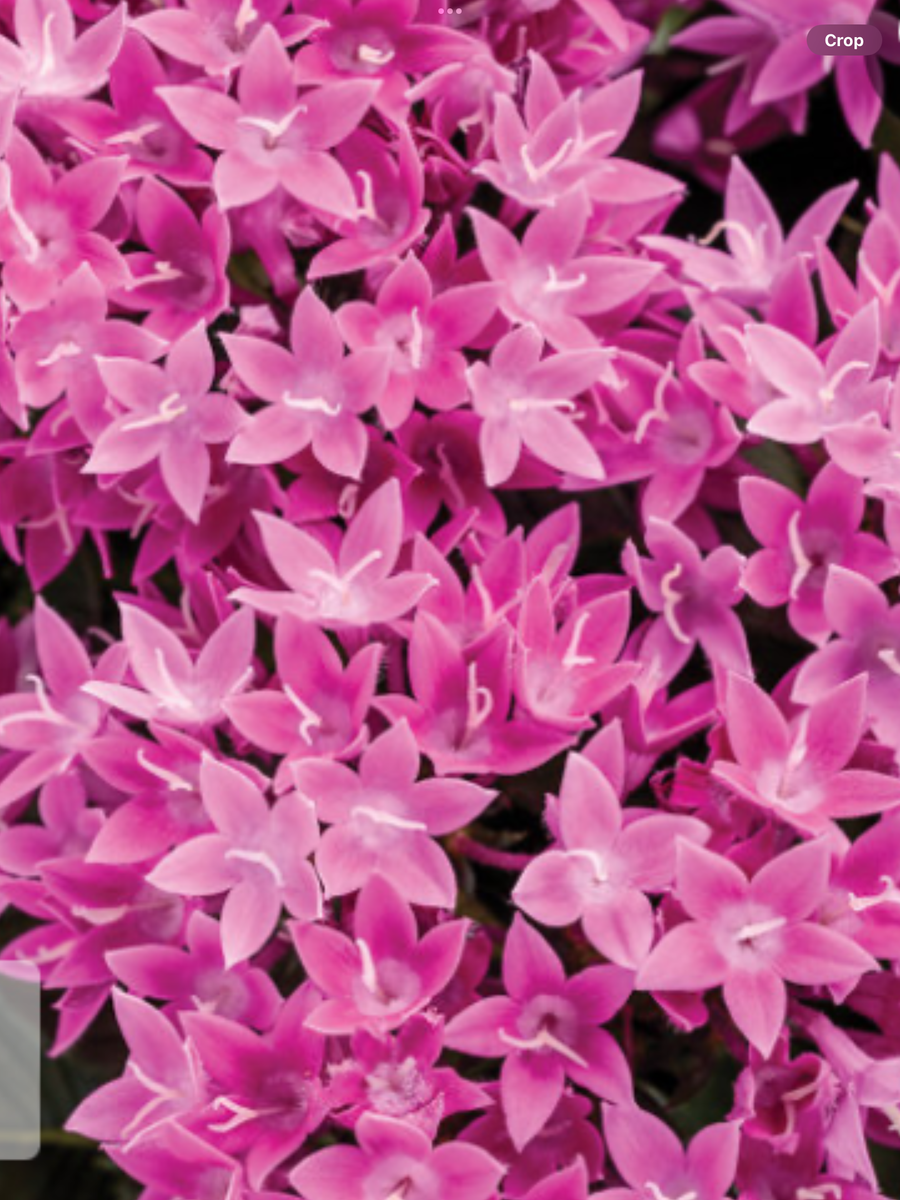 Sunstar® Lavender Egyptian Star Flower Pentas lanceolata – Laporte's ...