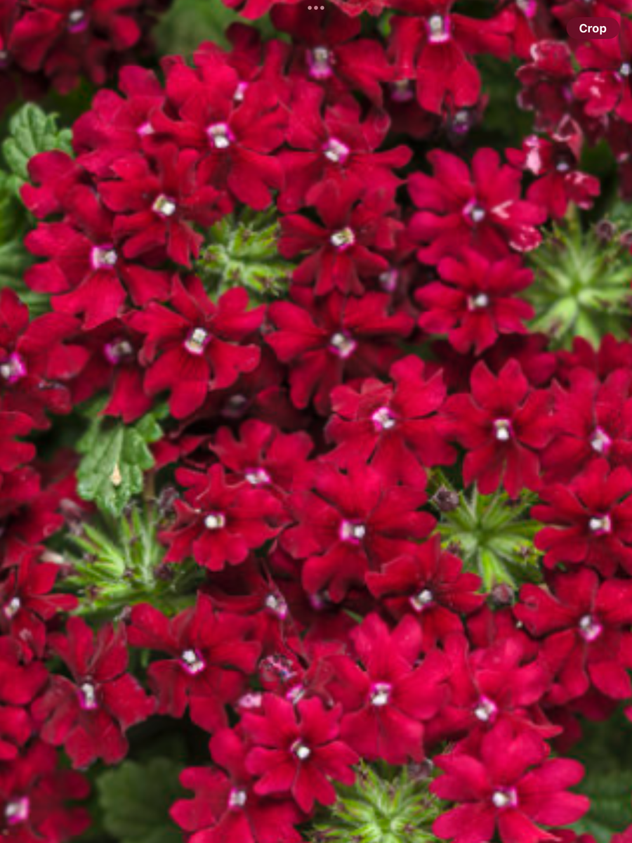 Superbena Royale® Romance Verbena hybrid – Laporte's Nursery ...