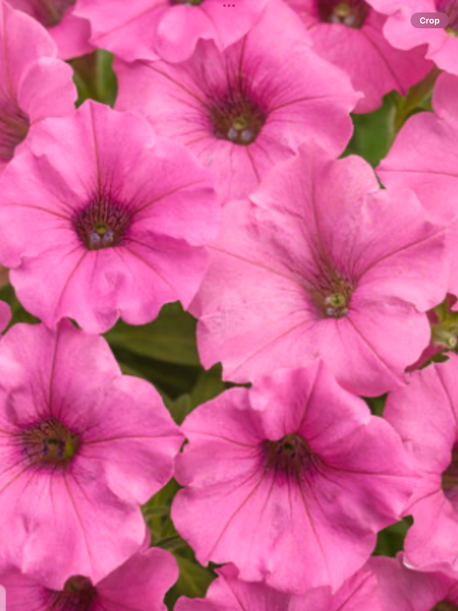 Supertunia Mini Vista® Hot Pink Petunia hybrid – Laporte's Nursery ...