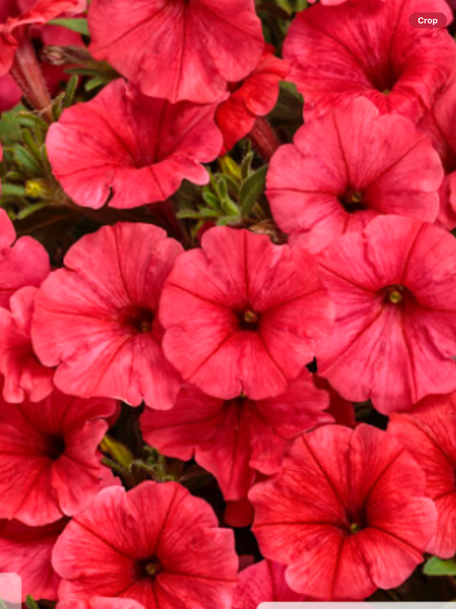 Supertunia Mini Vista® Scarlet Petunia hybrid – Laporte's Nursery ...