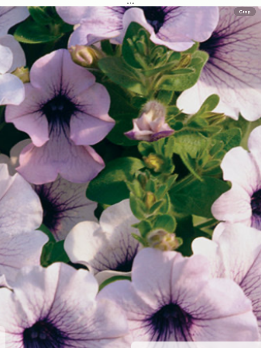 Supertunia® Blue Veined Petunia hybrid – Laporte's Nursery ...