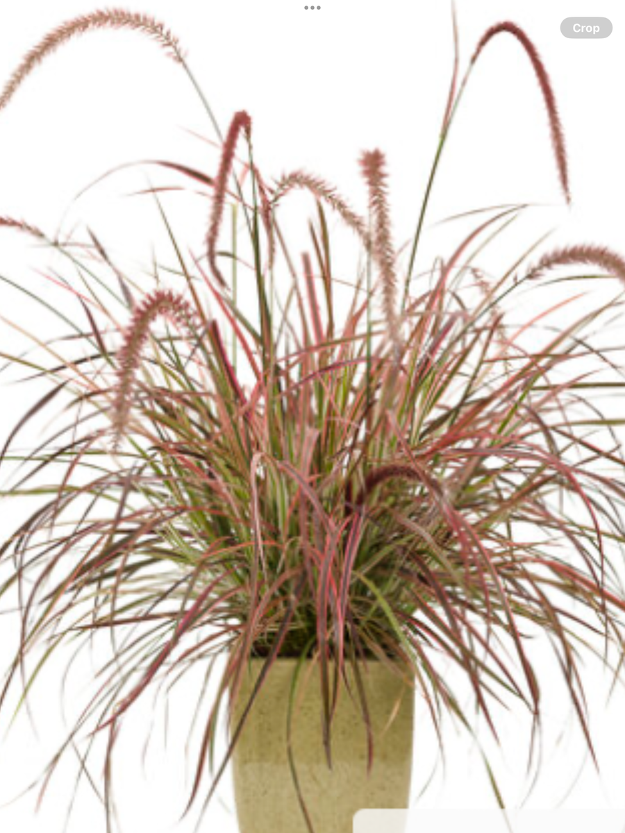 Graceful Grasses® 'Fireworks' Variegated Red Fountain Grass Pennisetum ...