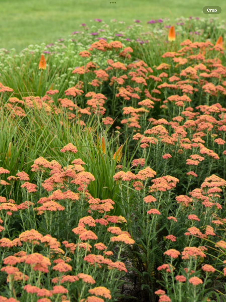 'Firefly Peach Sky' Yarrow Achillea hybrid – Laporte's Nursery ...