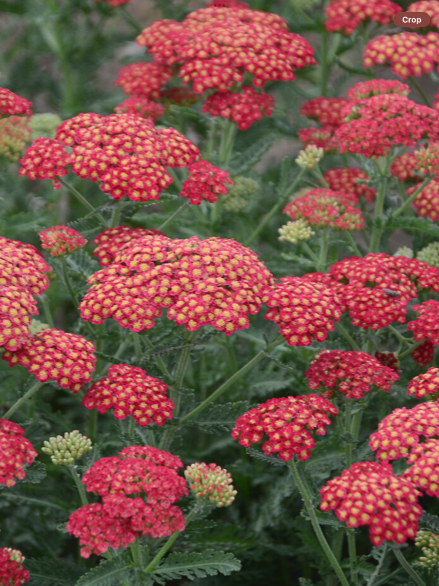 'Firefly Red Pop' Yarrow Achillea hybrid – Laporte's Nursery ...