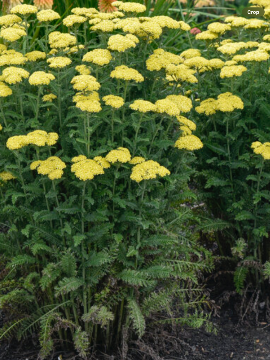 'Firefly Sunshine' Yarrow Achillea hybrid – Laporte's Nursery ...