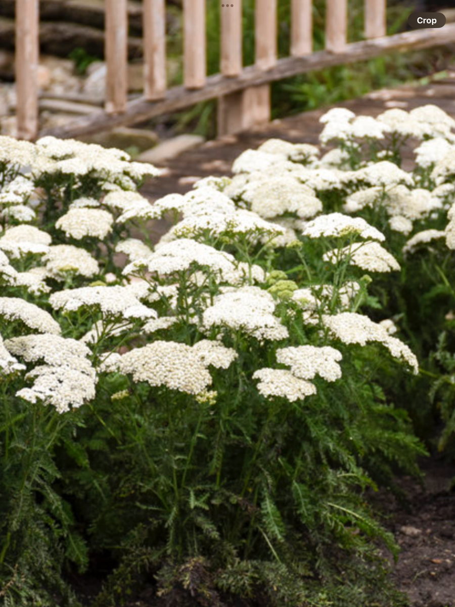'Firefly Diamond' Yarrow Achillea hybrid – Laporte's Nursery ...
