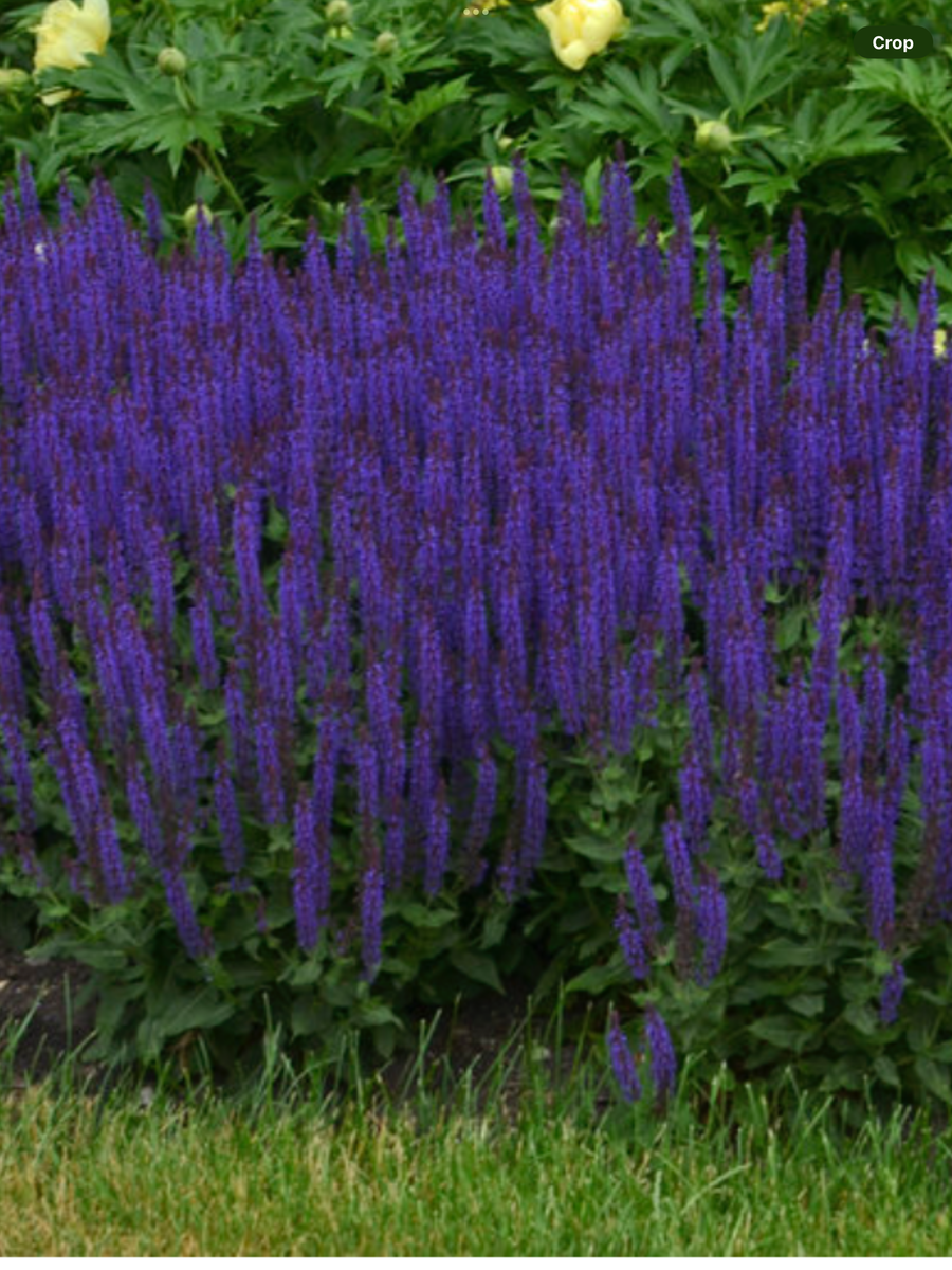 Color Spires® 'Violet Riot' Perennial Salvia Salvia nemorosa – Laporte ...