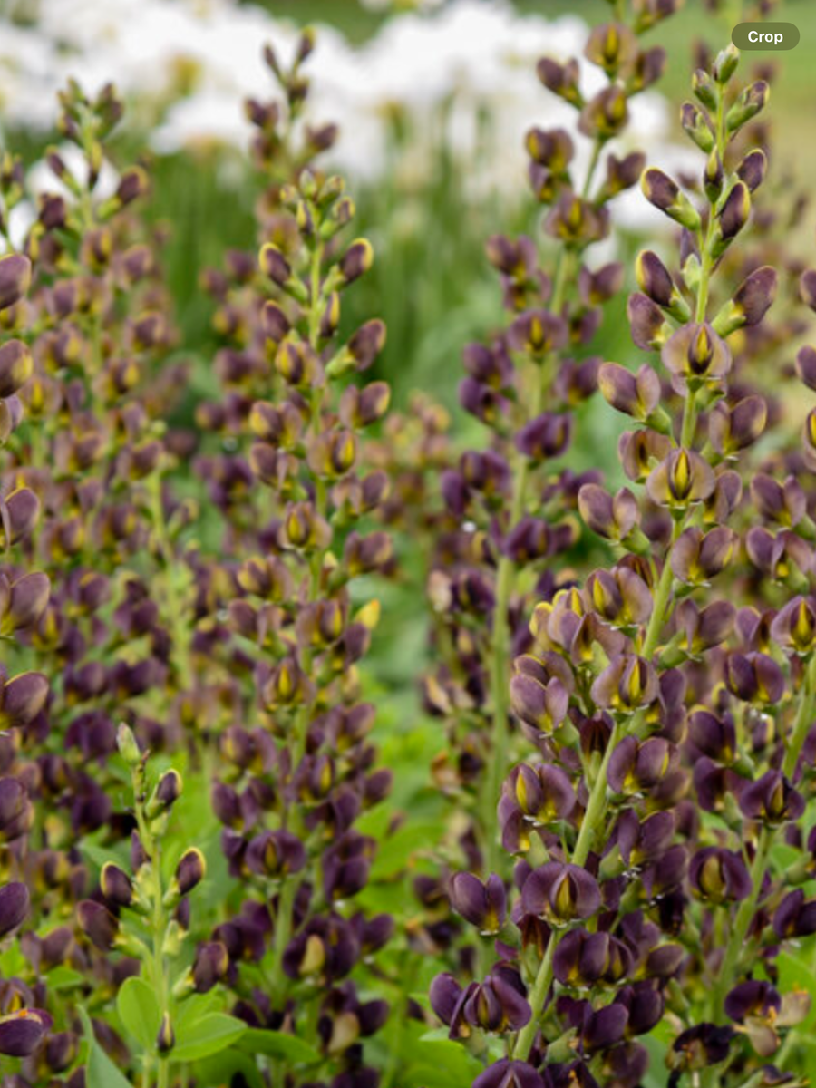 Decadence® 'Dark Chocolate' False Indigo Baptisia hybrid – Laporte's ...