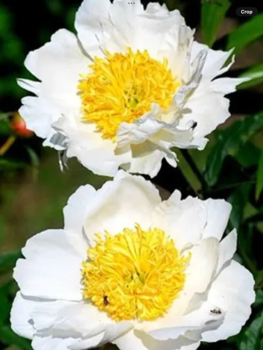 Peony 'Dublin' – Laporte's Nursery & Greenhouses Inc.