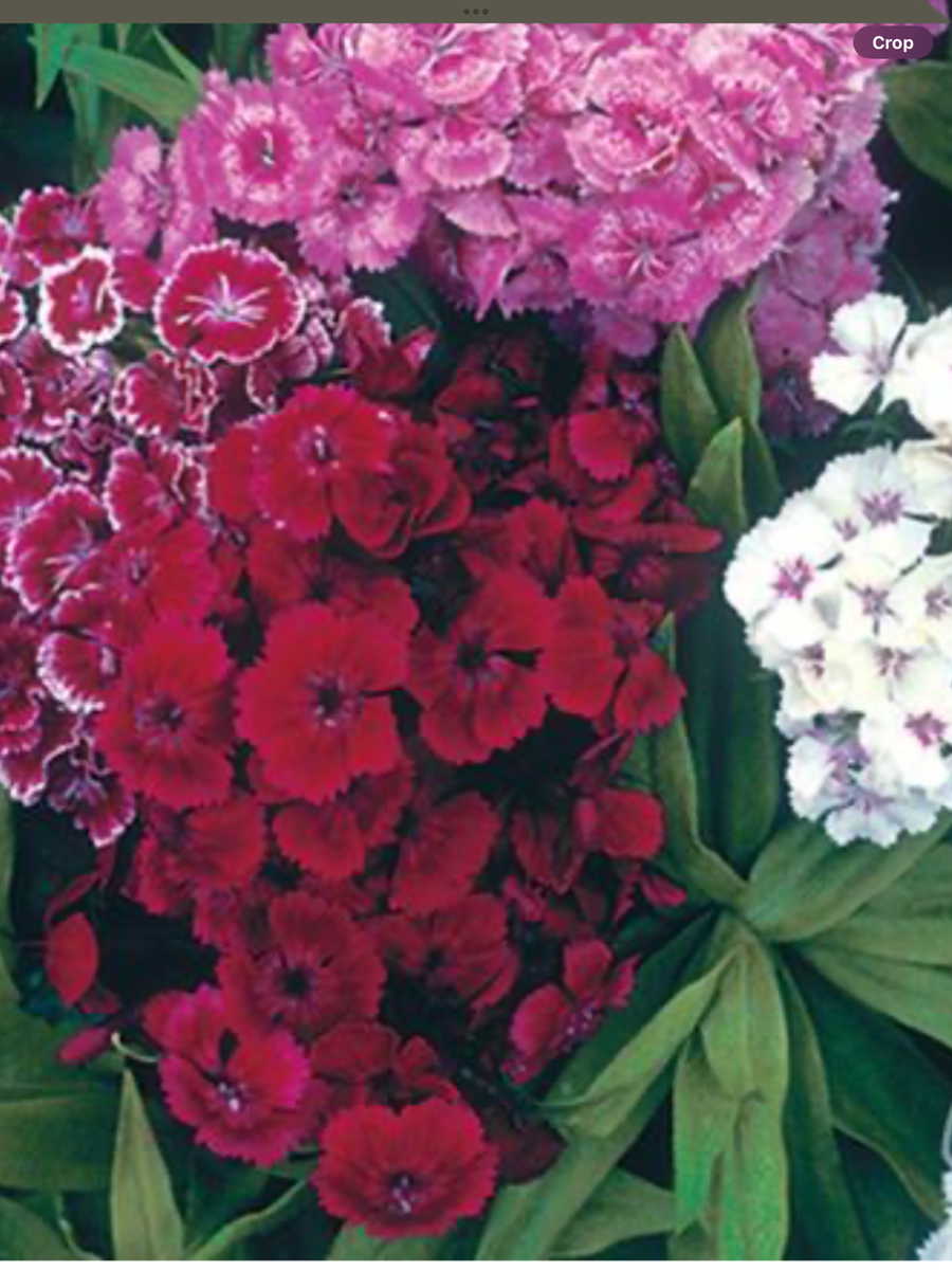Dianthus Barbatus Double Dwarf Mix – Laporte's Nursery & Greenhouses Inc.