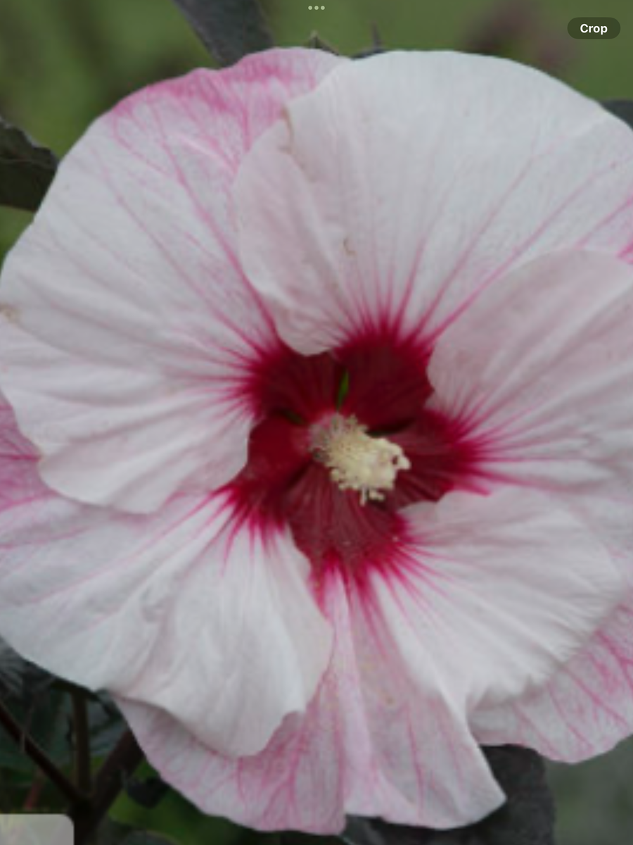 Summerific® 'Perfect Storm' Rose Mallow Hibiscus hybrid – Laporte's ...