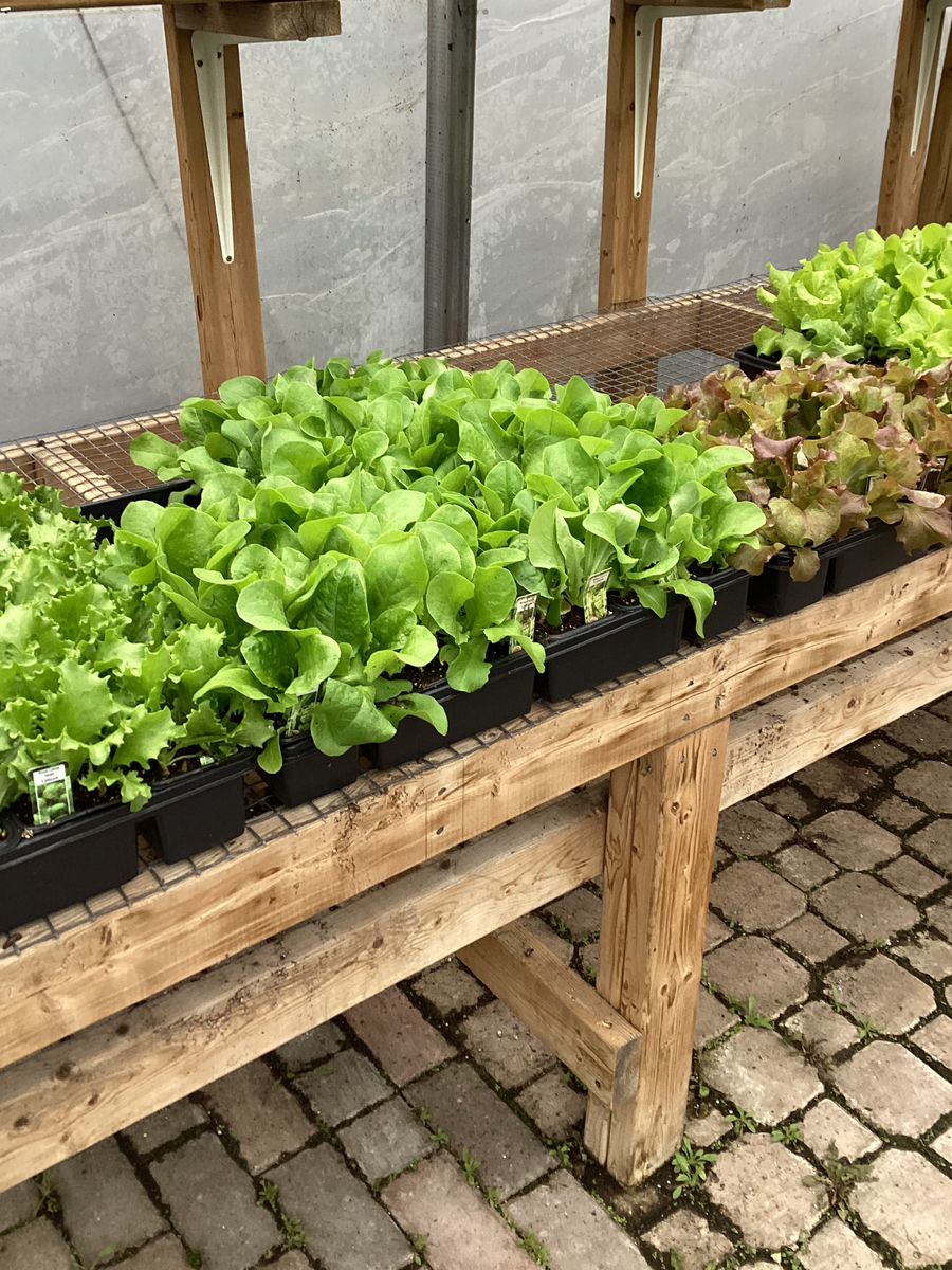 Vegetable Cell Packs 1202/1203/1204 – Laporte's Nursery & Greenhouses Inc.