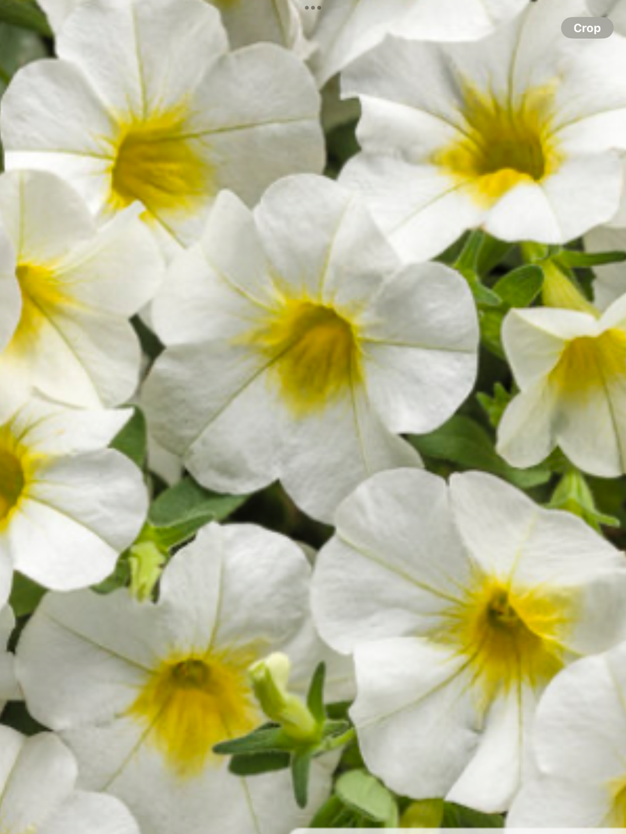 Superbells® Over Easy™ Calibrachoa hybrid – Laporte's Nursery ...
